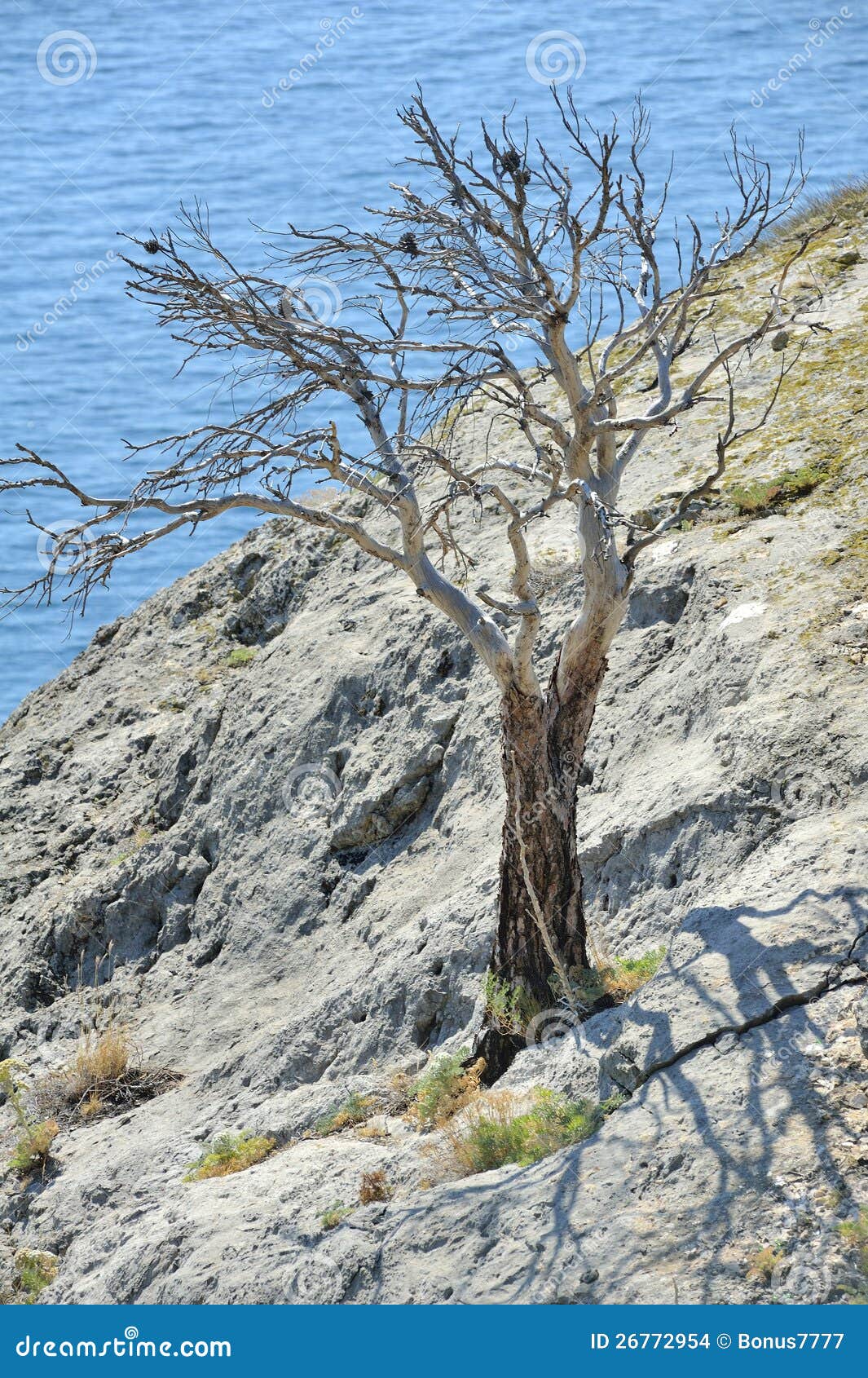 Tree on rock stock photo. Image of vegetation, driftwood - 26772954
