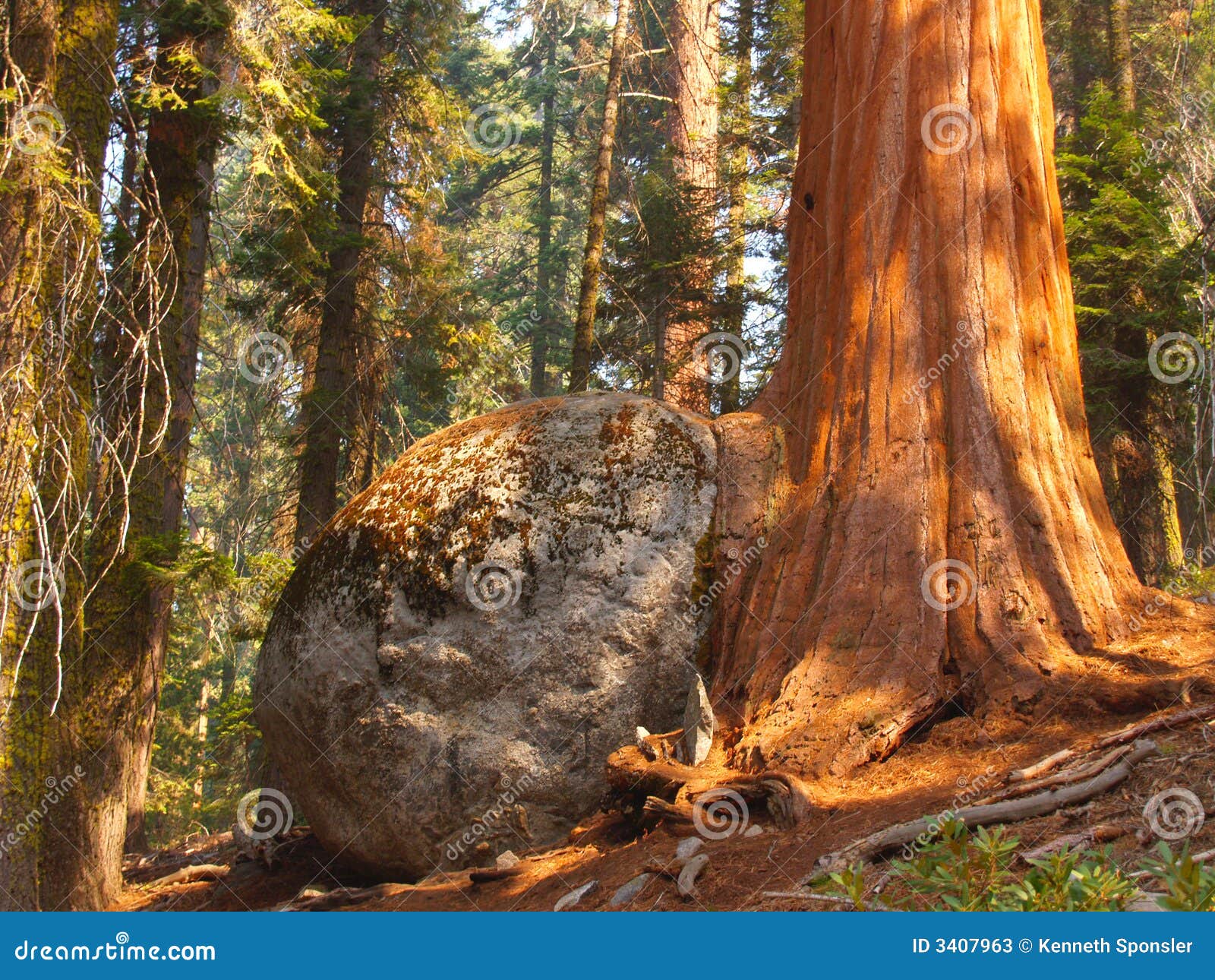 Tree and rock stock image. Image of nature, ancient, conifers - 3407963