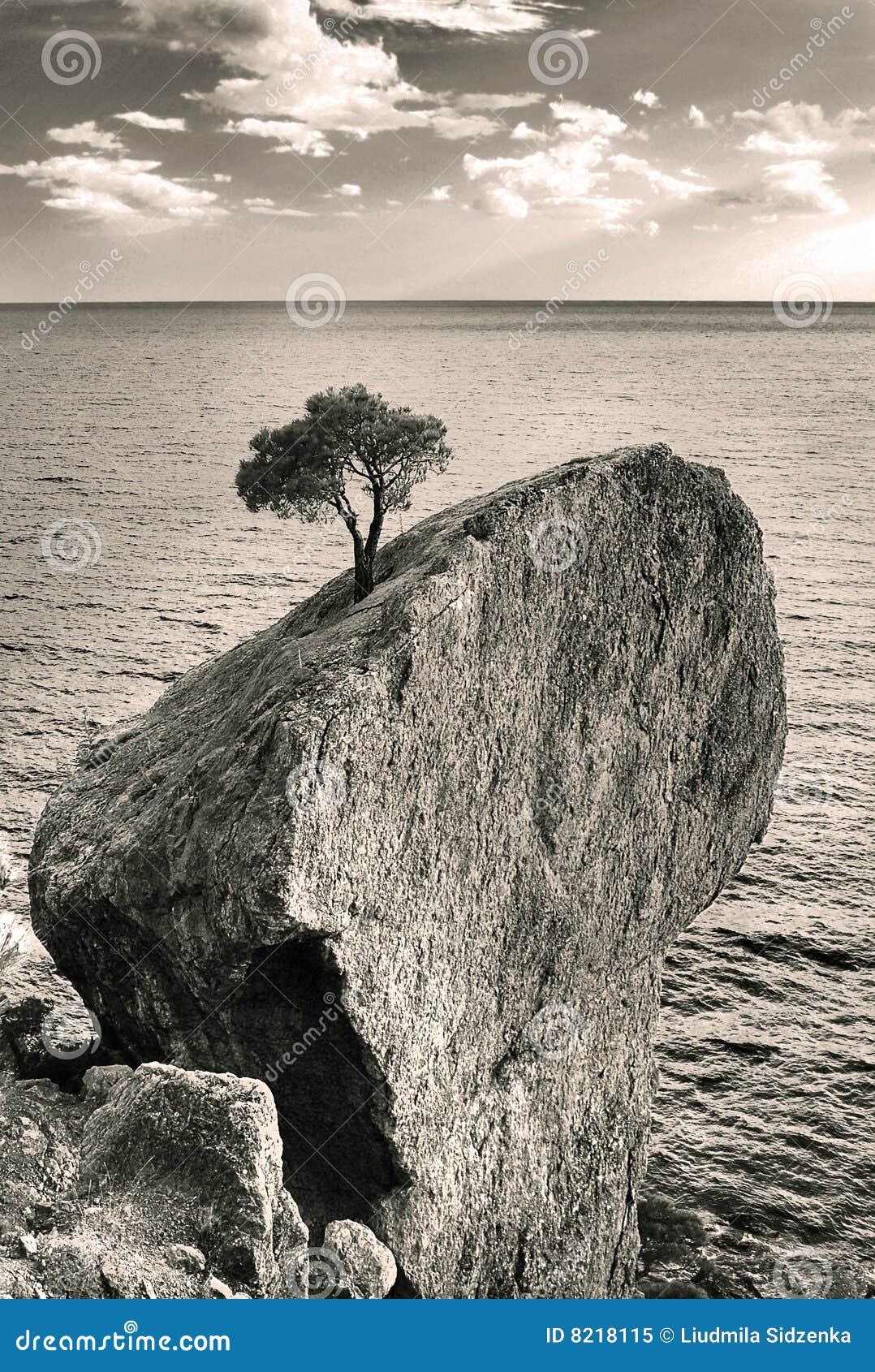 Tree on rock stock image. Image of cloud, plant, horizon - 8218115