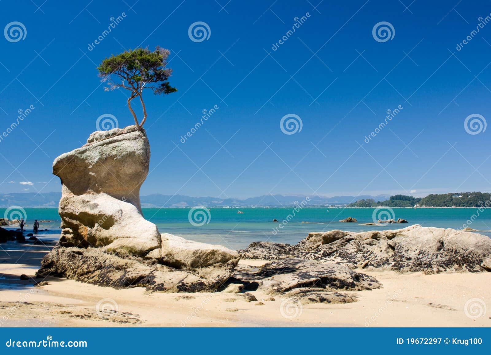 Tree on a Rock at the Beach Stock Image - Image of holidays, shore ...