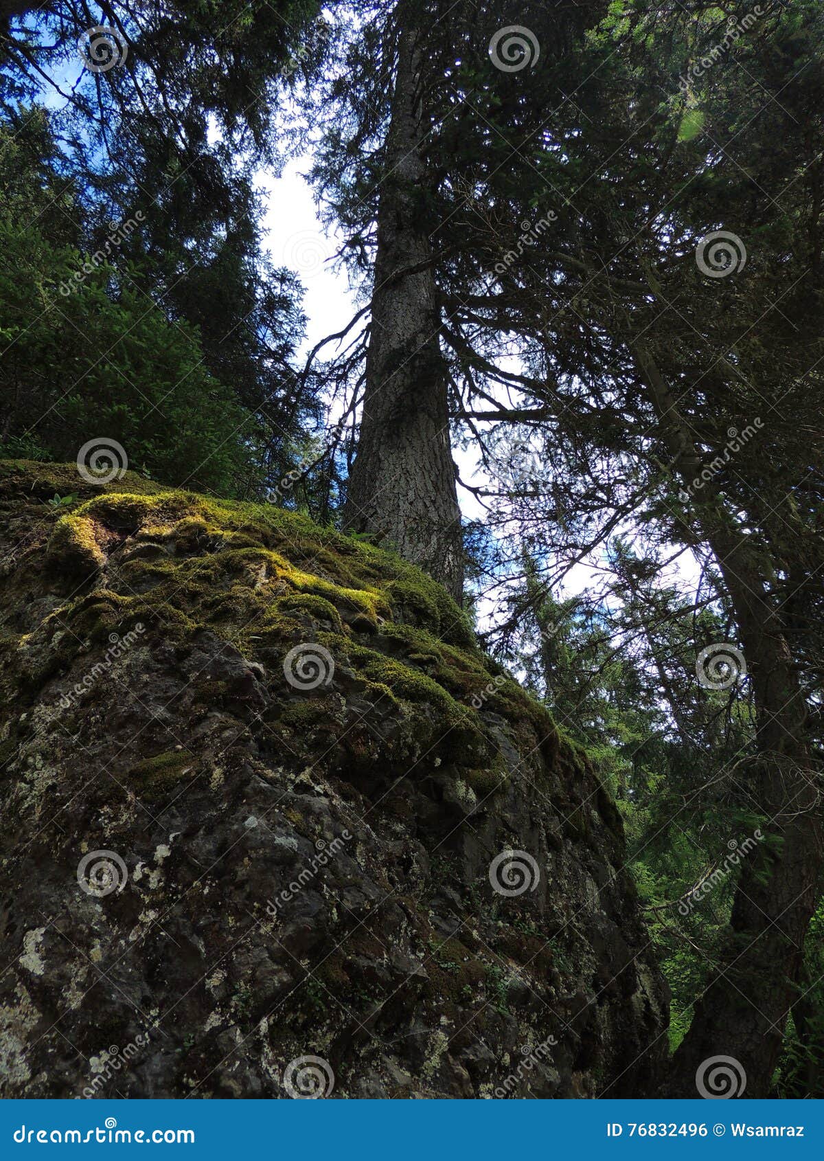 Tree on Rock Boulder stock photo. Image of boulder, tree - 76832496