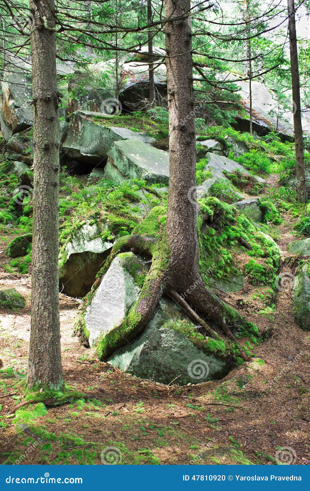 Tree on a rock stock photo. Image of nature, moss, tree - 47810920