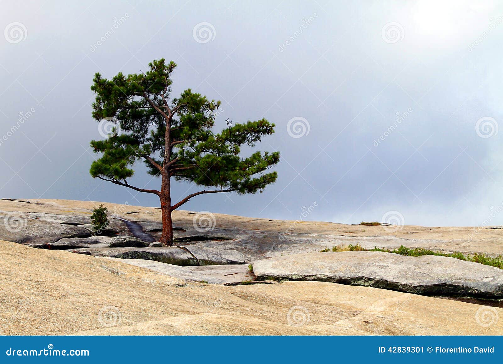 Tree on a rock stock image. Image of peace, blue, green - 42839301