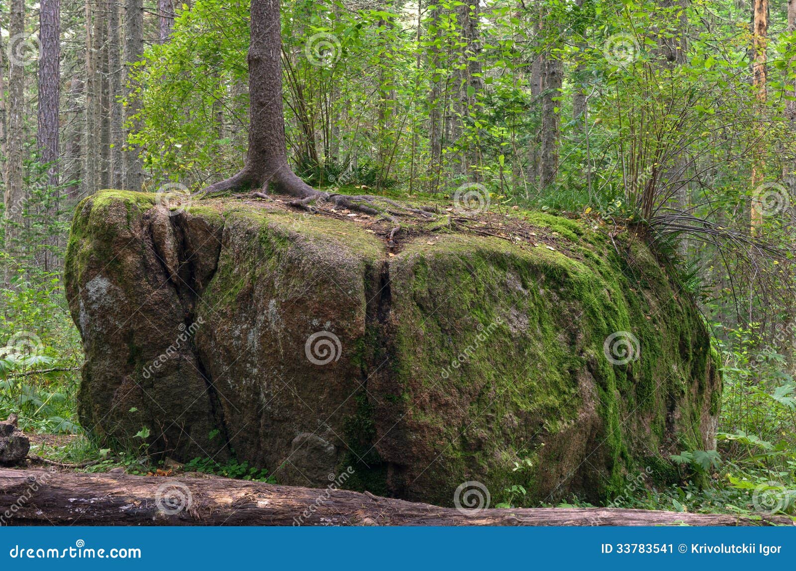 Tree on a rock stock image. Image of stem, flowing, environment - 33783541