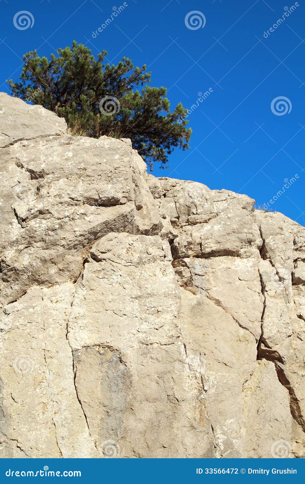 Tree on a rock stock photo. Image of plant, vertical - 33566472