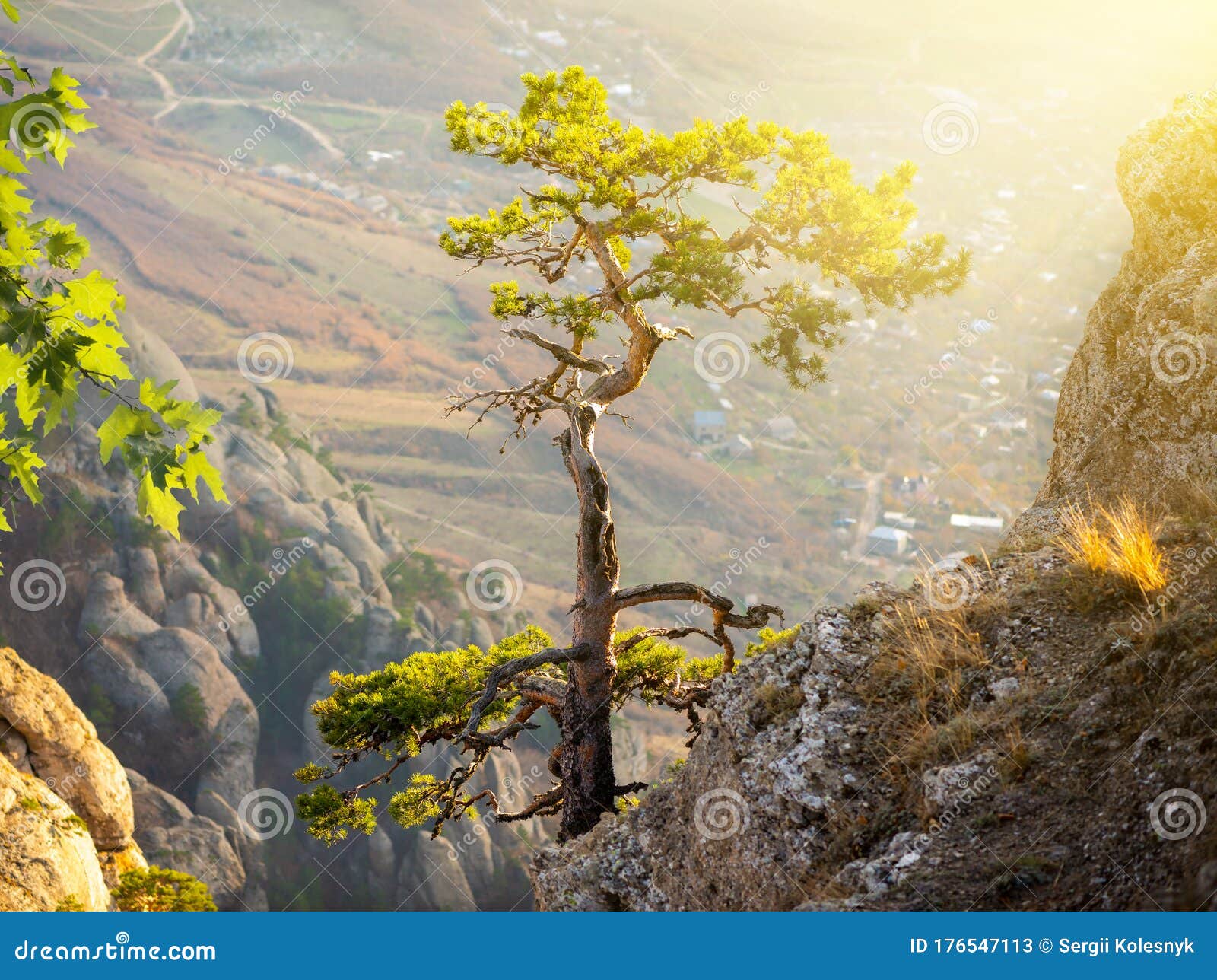 Tree on rock stock image. Image of beauty, dark, mountain - 176547113