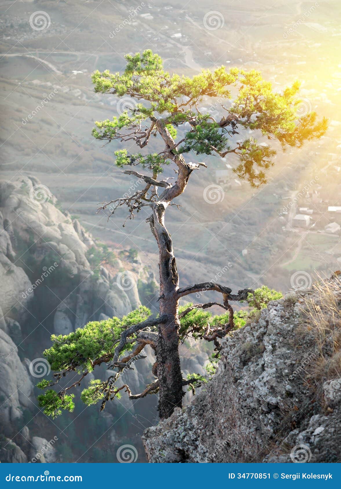 Tree on the rock stock image. Image of famous, landscape - 34770851