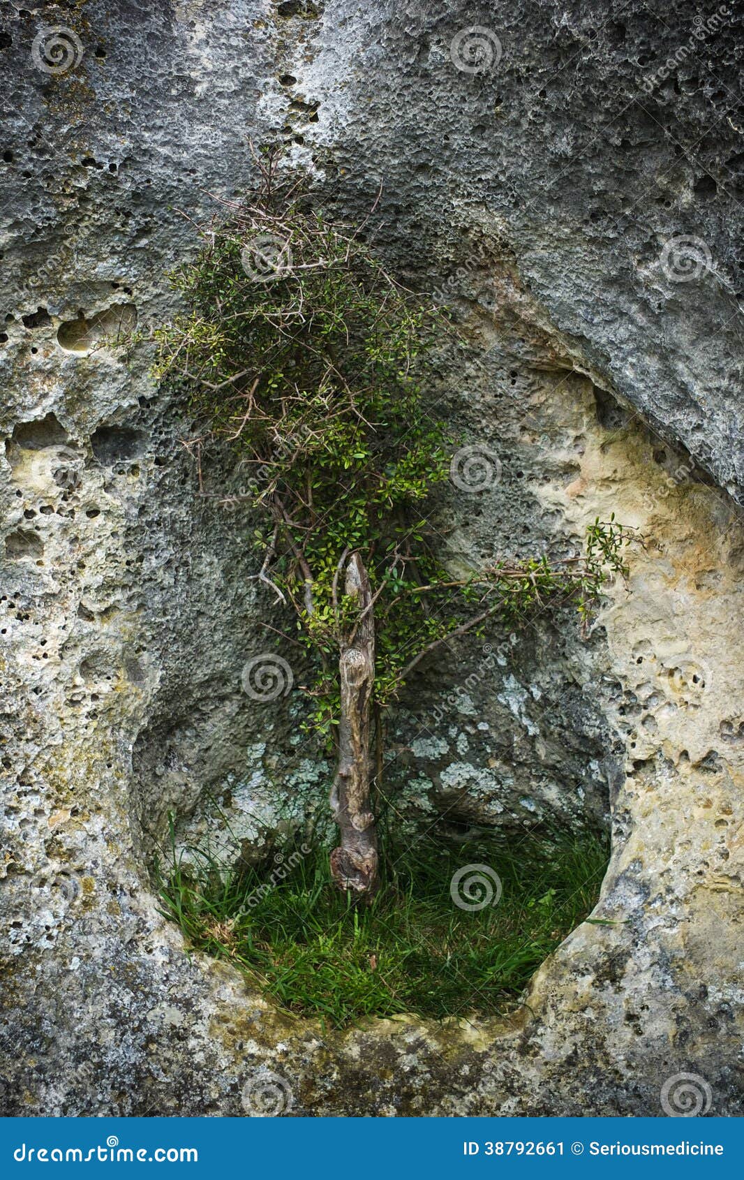 Tree in the rock stock image. Image of protection, rocks - 38792661
