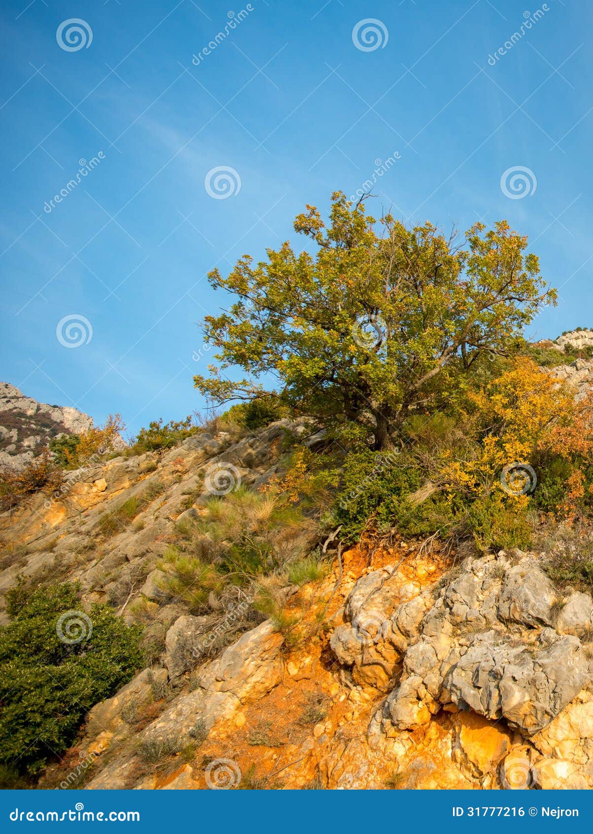 Tree on a rock stock photo. Image of leaf, single, scene - 31777216