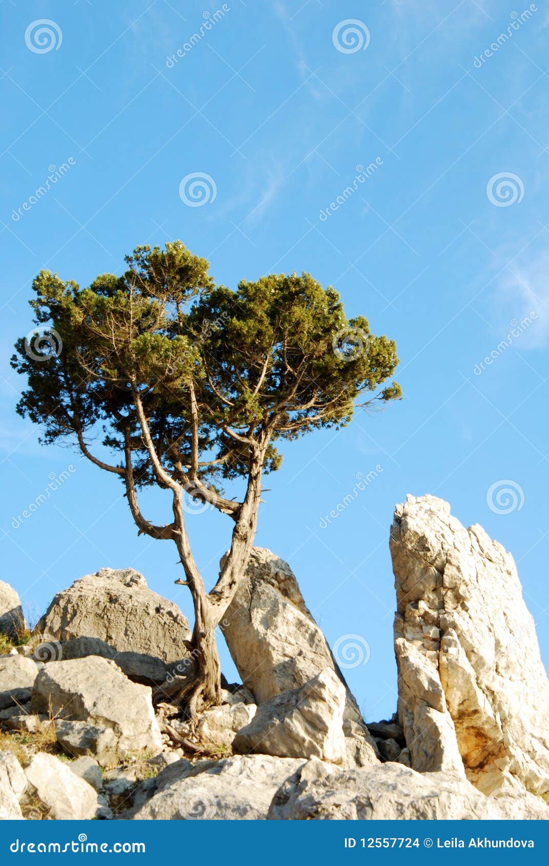 Tree in the rocks stock photo. Image of resort, beautiful - 12557724