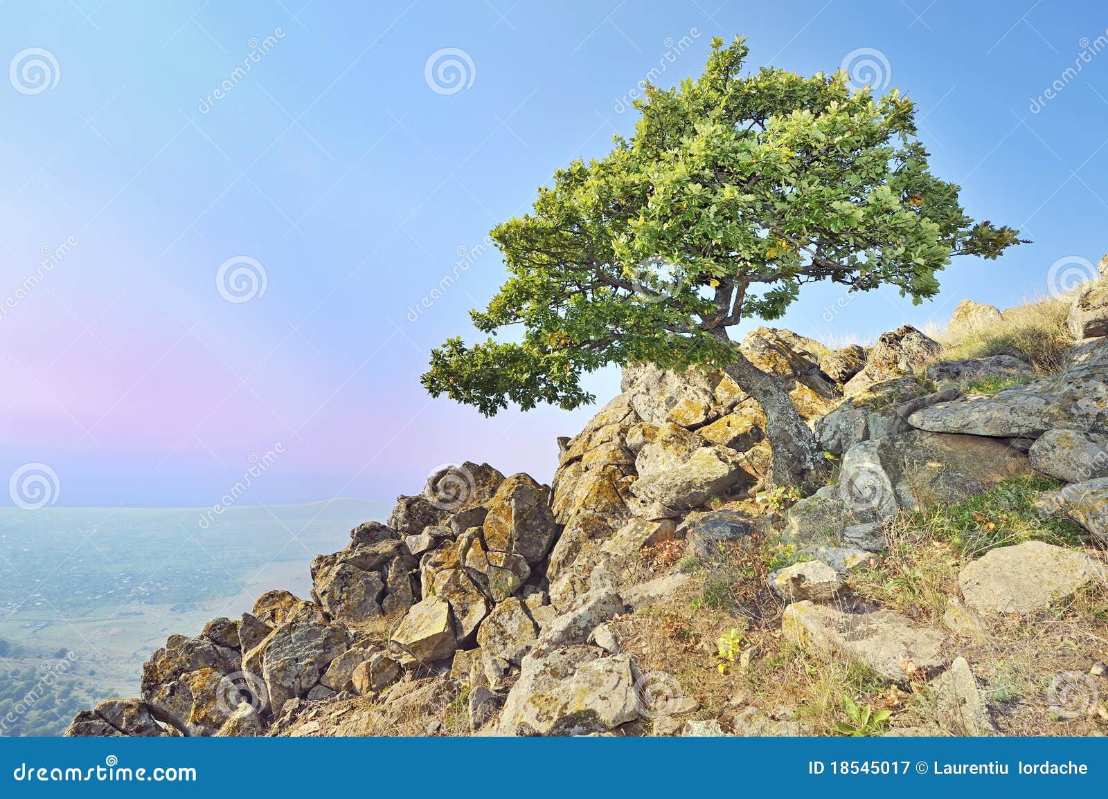 Tree on rocks stock image. Image of landscape, fresh - 18545017