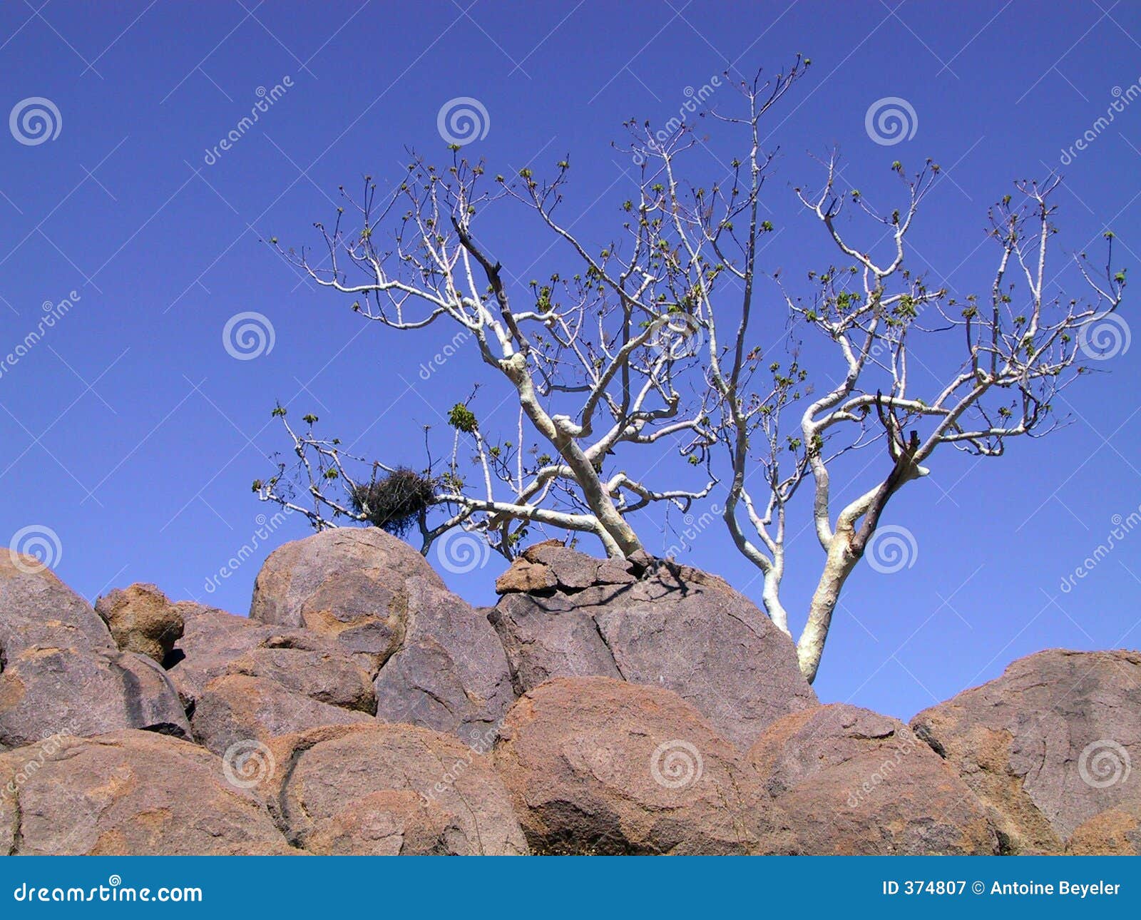 A tree on the rocks stock image. Image of namibia, grow - 374807