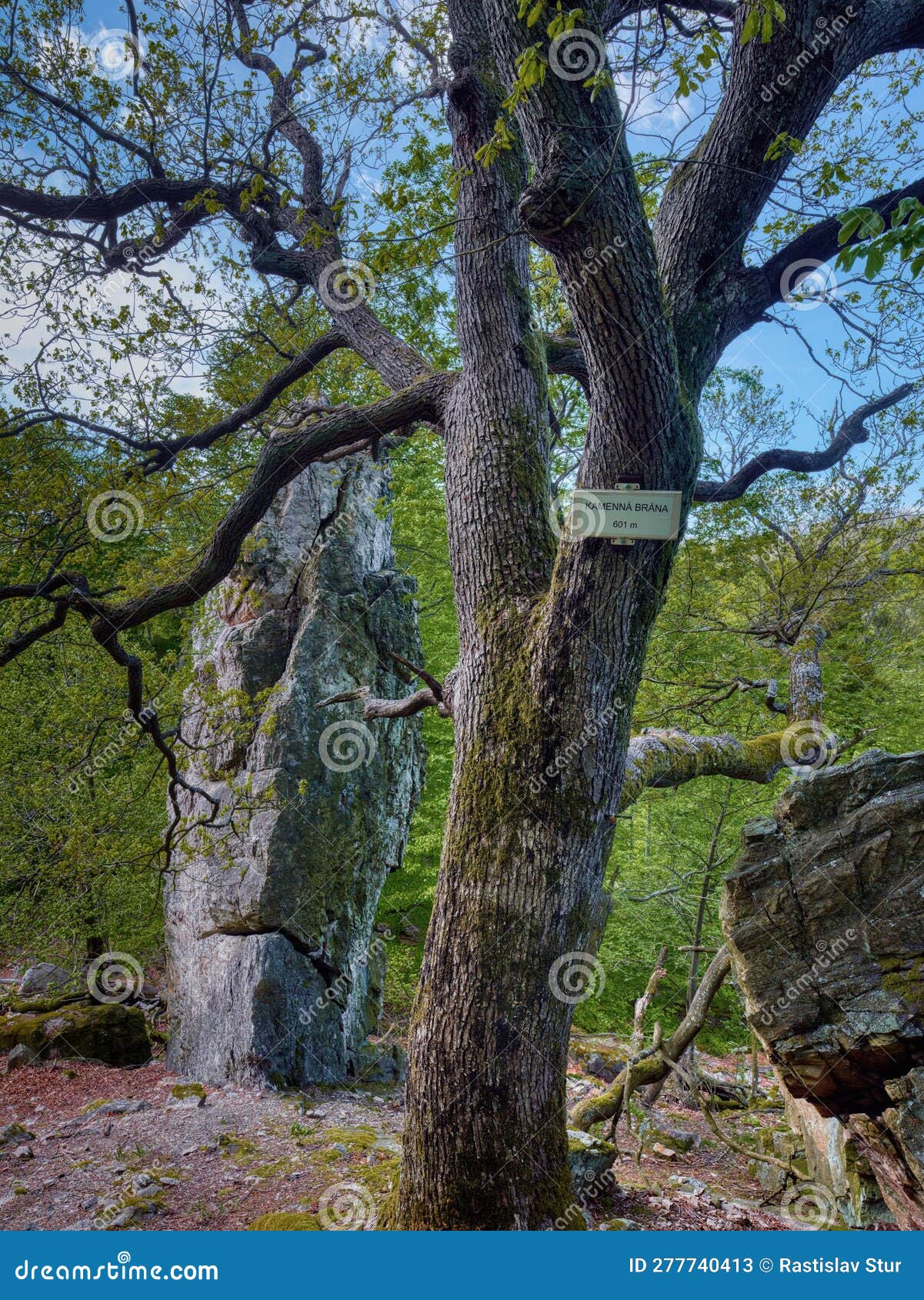 Tree and Rocks in the Forest, Kamenna Brana, Slovakia Stock Image ...