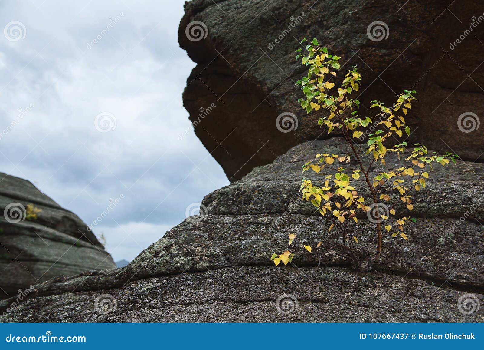 Tree on the rocks stock image. Image of scene, outdoor - 107667437
