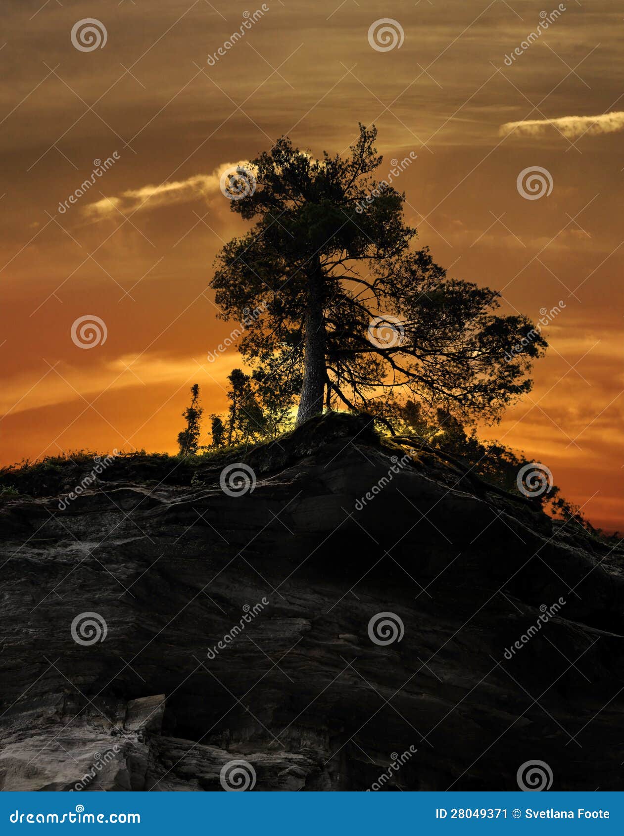 Tree on a Rocky Cliff stock image. Image of stone, orange - 28049371