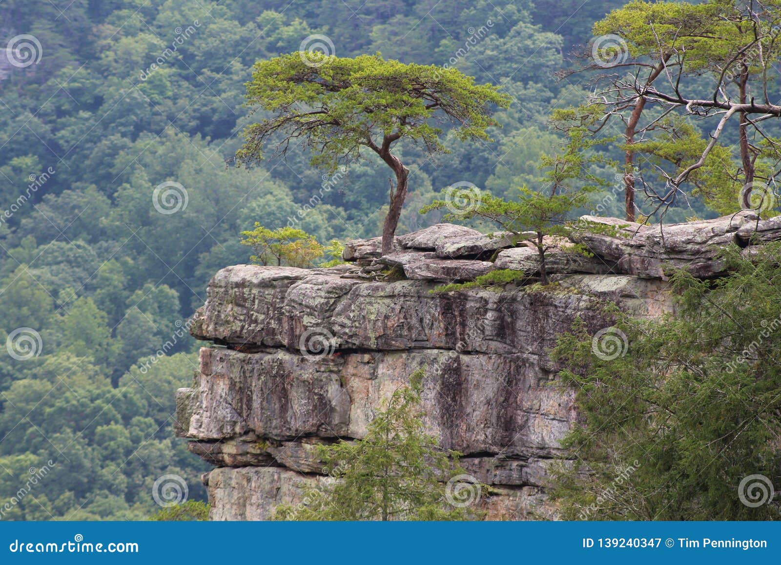 Tree on a rocky ledge stock image. Image of ledge, rocky - 139240347