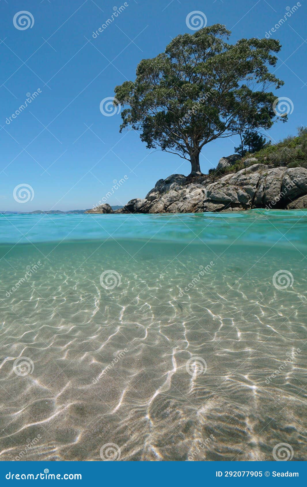 A Tree on a Rocky Ocean Shore with Sand Underwater Natural Scene Stock ...