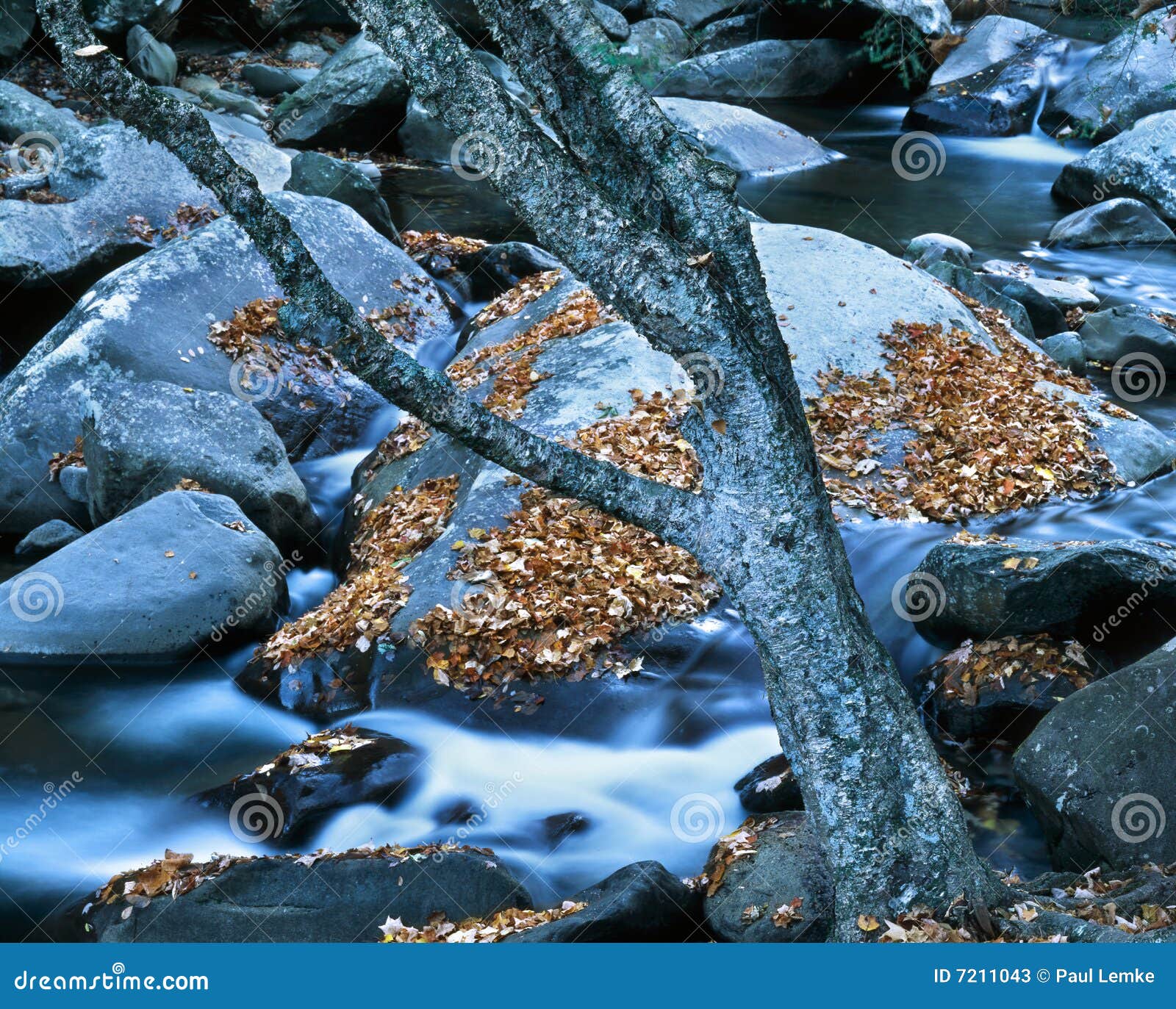 Tree and Rocky Stream stock image. Image of rocky, outdoor - 7211043