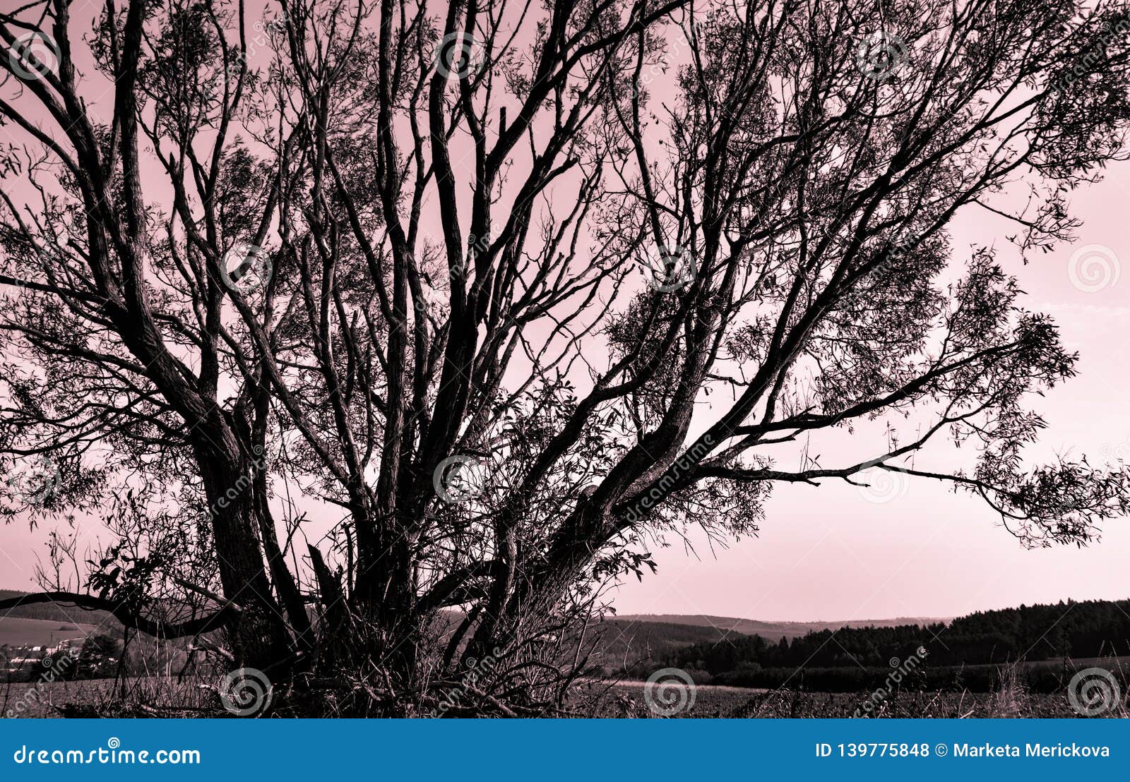 Tree during Romatic Sunset Near European Sunset. Stock Photo - Image of ...