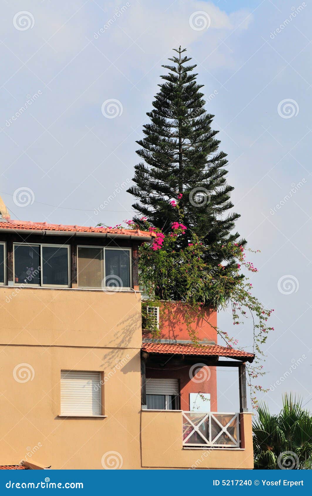 Tree on roof stock photo. Image of tile, tree, linked - 5217240