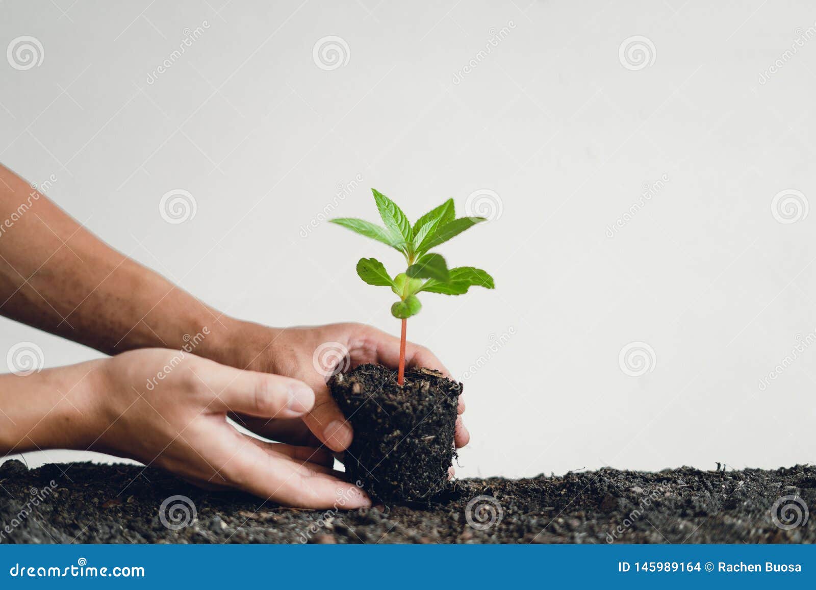 Trees and Tree Planting White Background Stock Photo - Image of house ...