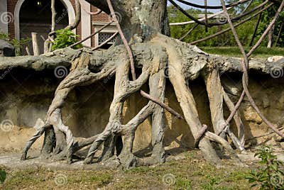 Tree root stock photo. Image of branch, spruce, woods - 6375988