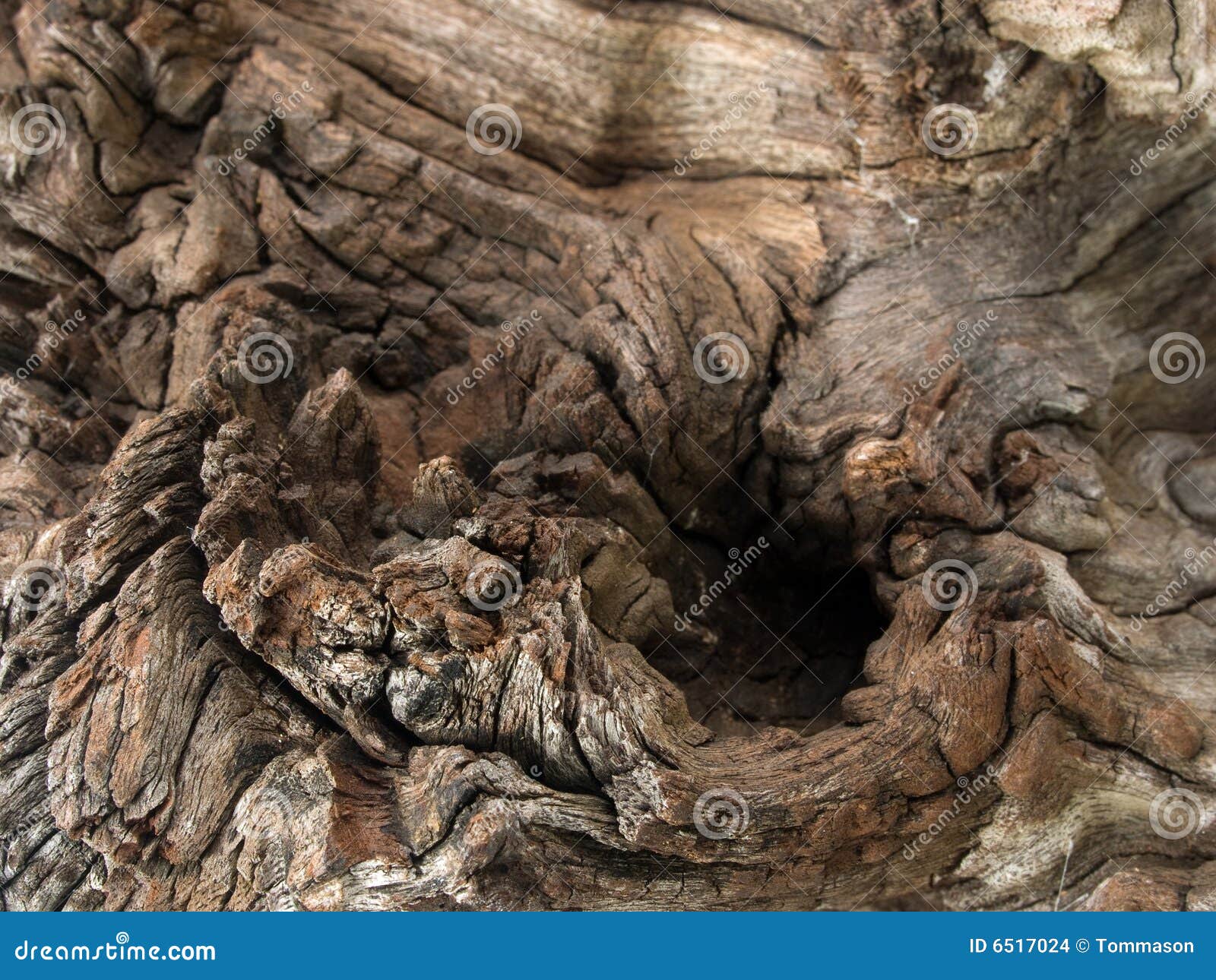 Tree Root Pattern Stock Photography | CartoonDealer.com #39425978