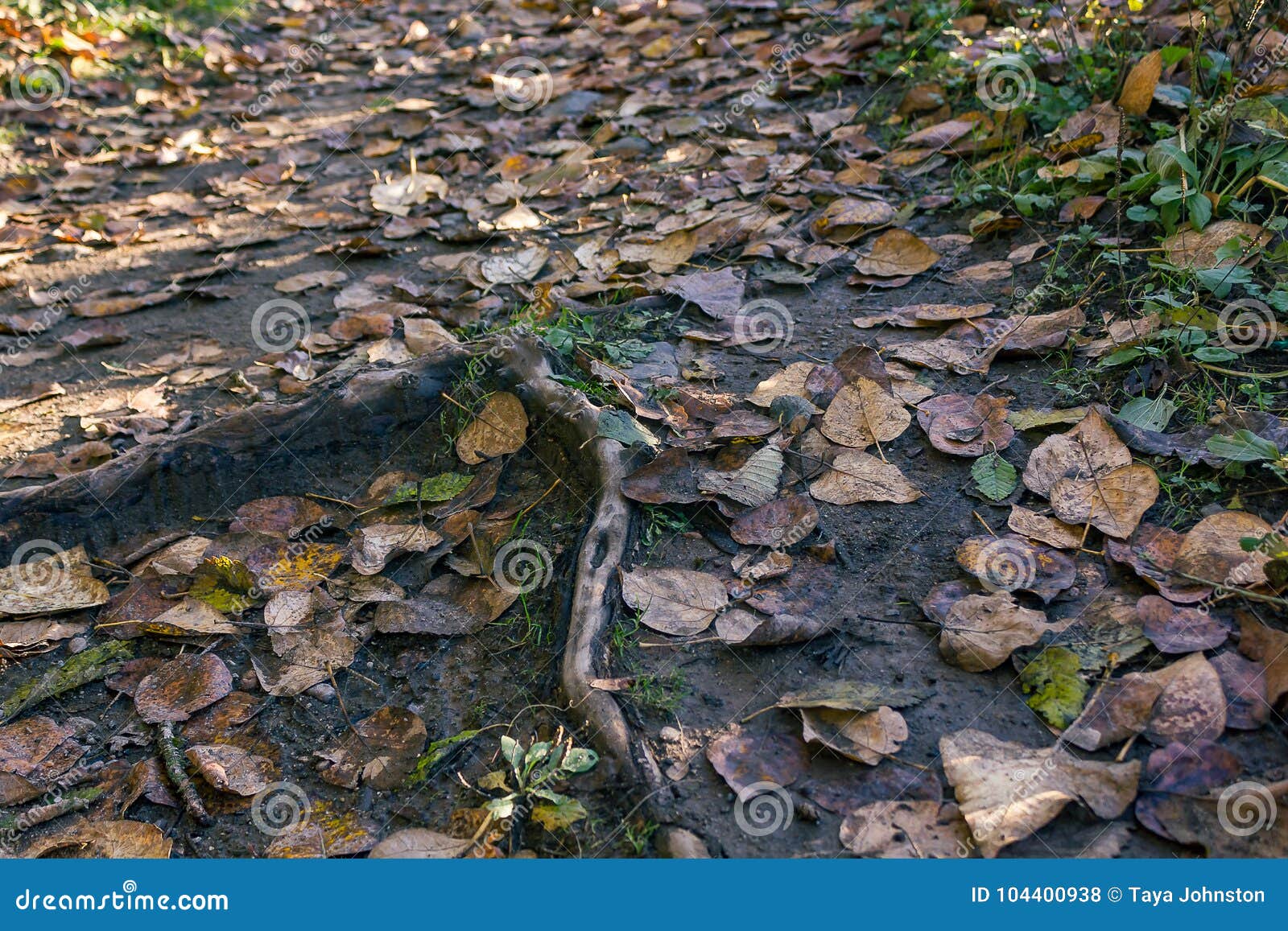 Tree Root Above Fallen Leaves Stock Photo - Image of beautiful, growth ...