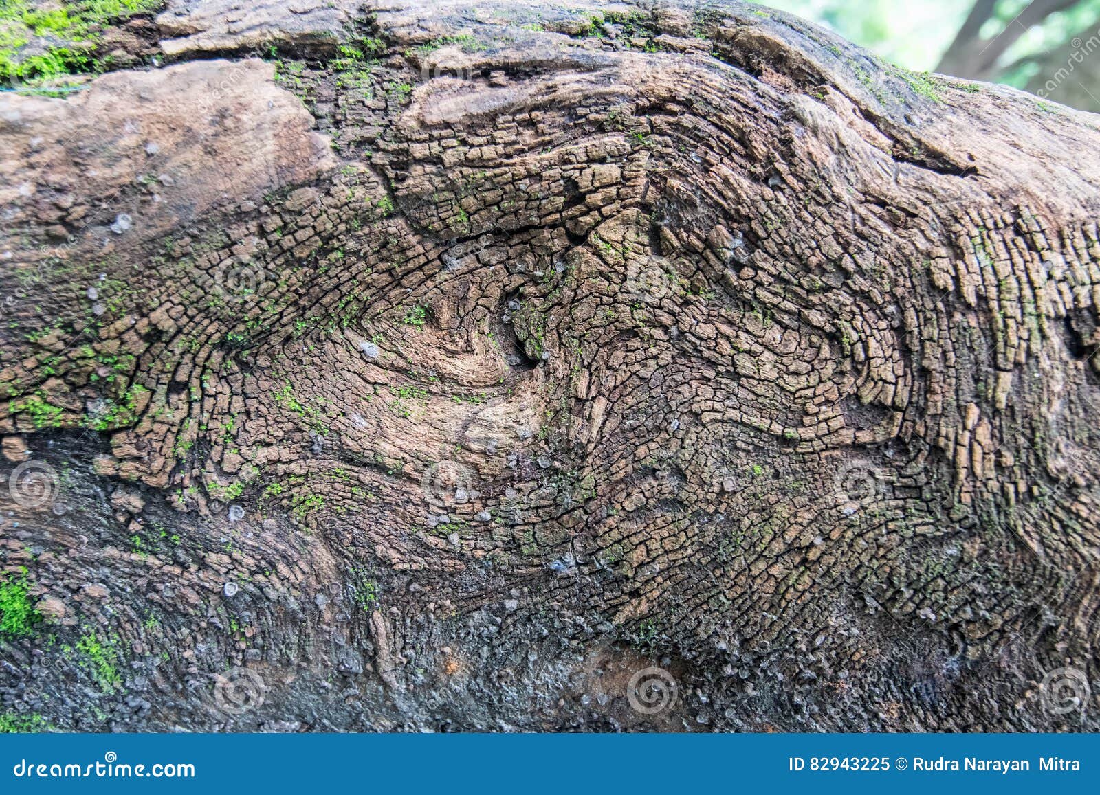 Tree root - abstract image stock image. Image of abstract - 82943225