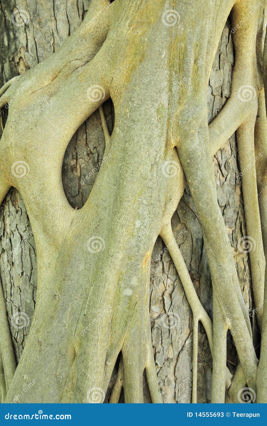 Tree root around a trunk stock image. Image of dirty - 14555693