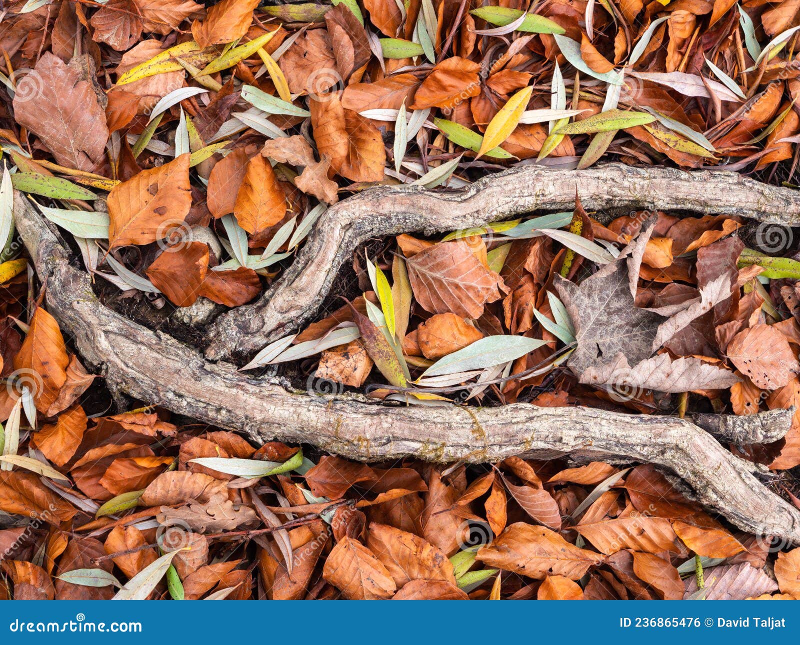 Tree Root and Autumn Leaves Stock Photo - Image of landscape, november ...