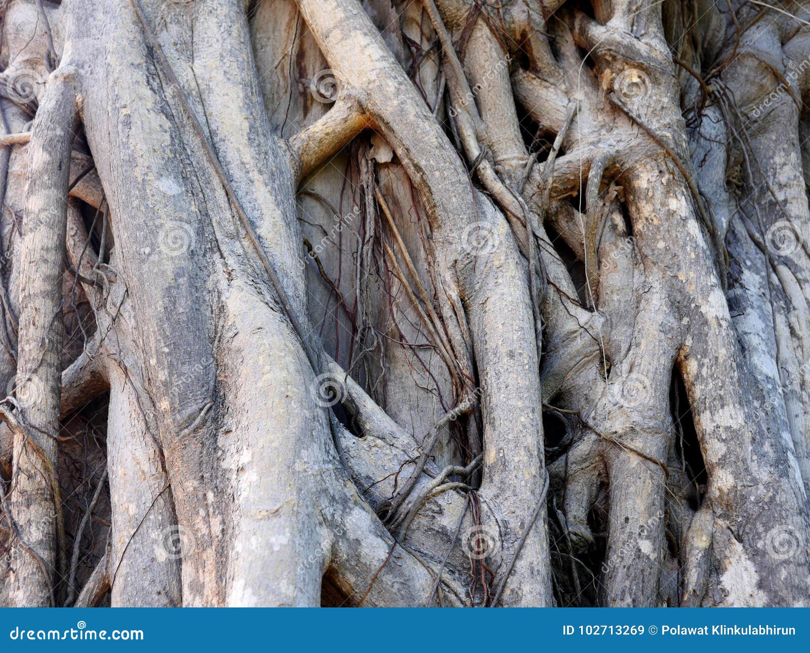 The tree root background stock image. Image of nature - 102713269