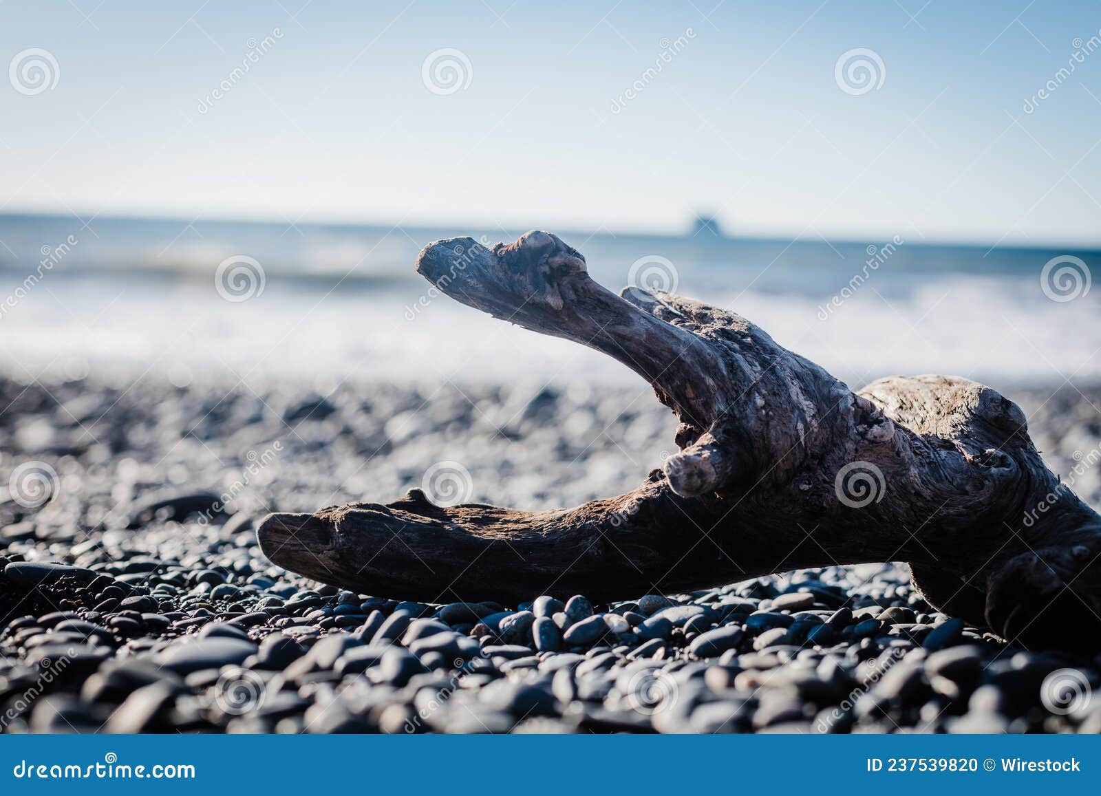 Tree root on the beach stock photo. Image of tree, travel - 237539820