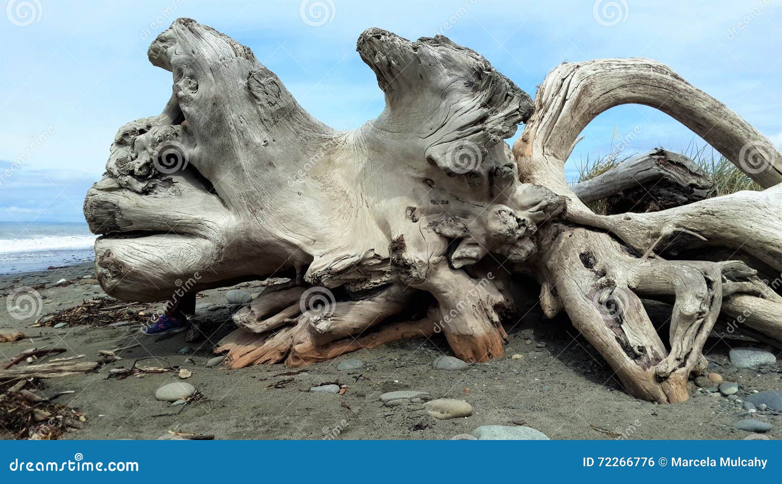 Tree root on a beach stock photo. Image of root, pacific - 72266776