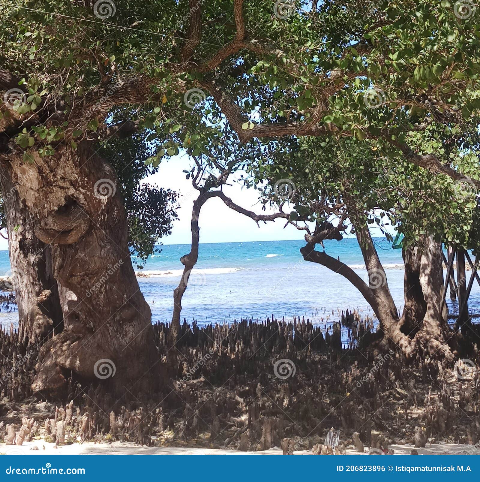 Tree, root, and beach stock photo. Image of root, tree - 206823896