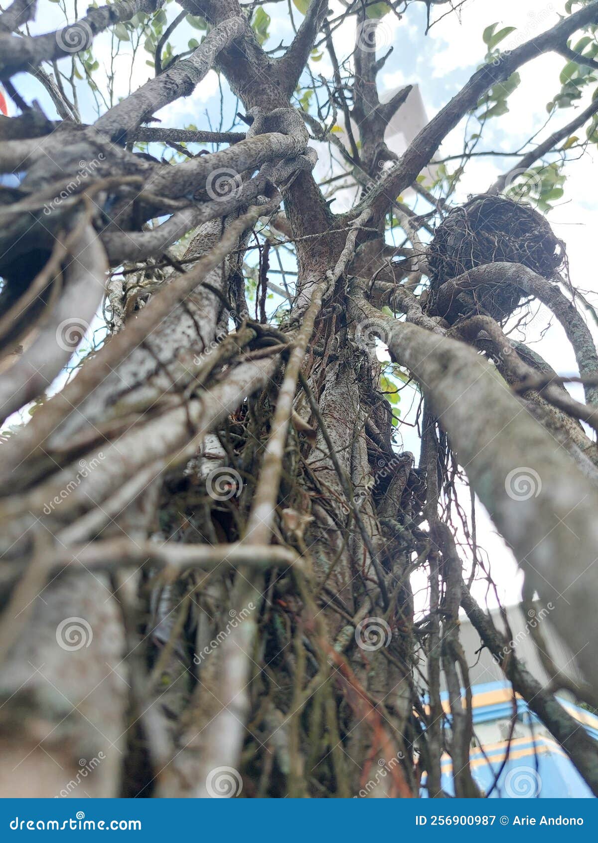 Tree root stock image. Image of branch, wood, background - 256900987