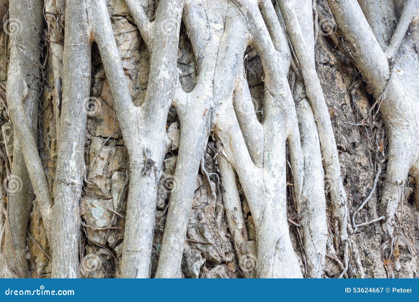 Tree root stock image. Image of roots, gardening, tangle - 53624667