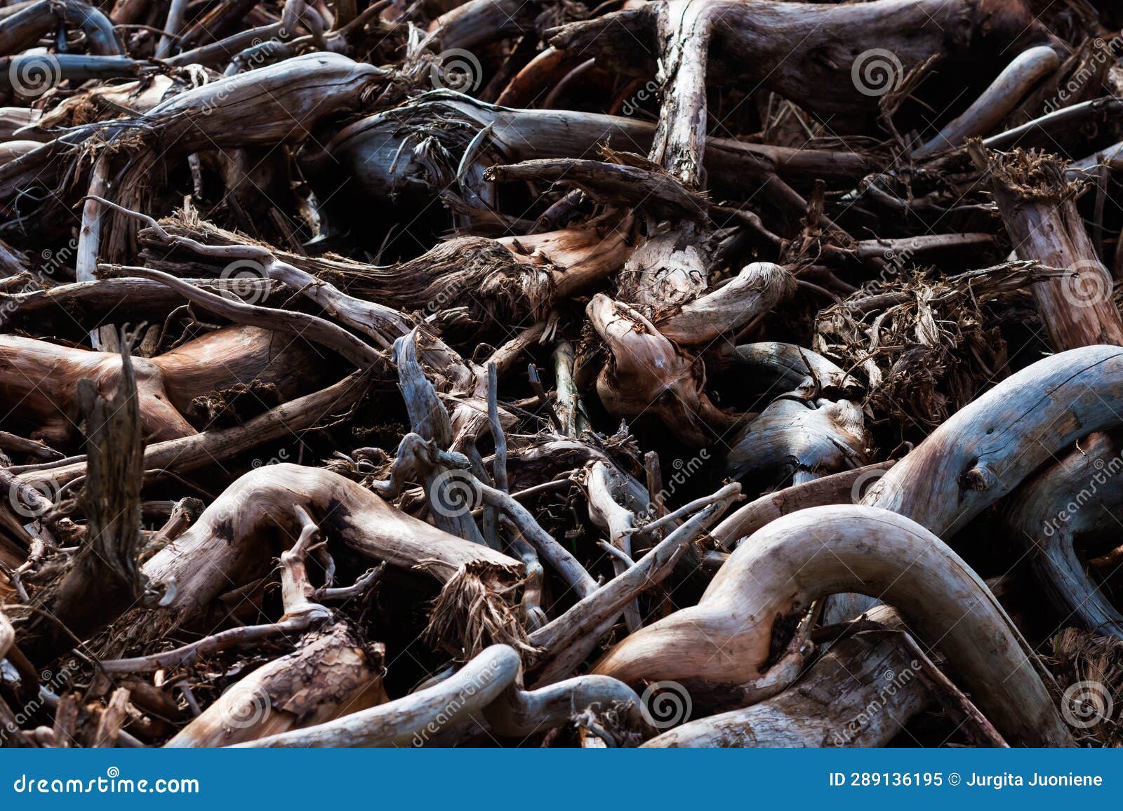 Tree Root and Branch Background, Handcrafted Background of Old Tree ...