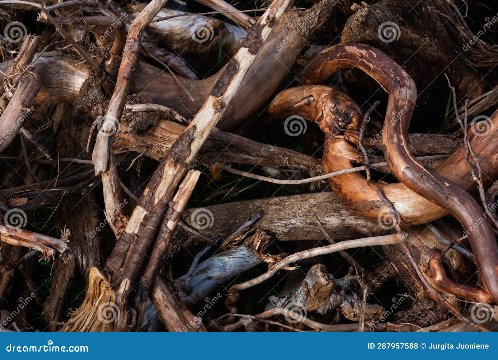 Handcrafted Background of Old Tree Roots and Branches, Abstract Nature ...