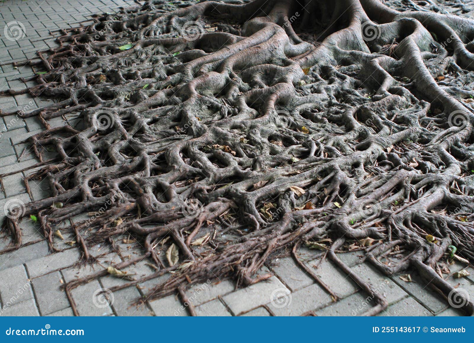 The Tree Root with Brick Road, Hong Kong 10 July 2011 Stock Image ...