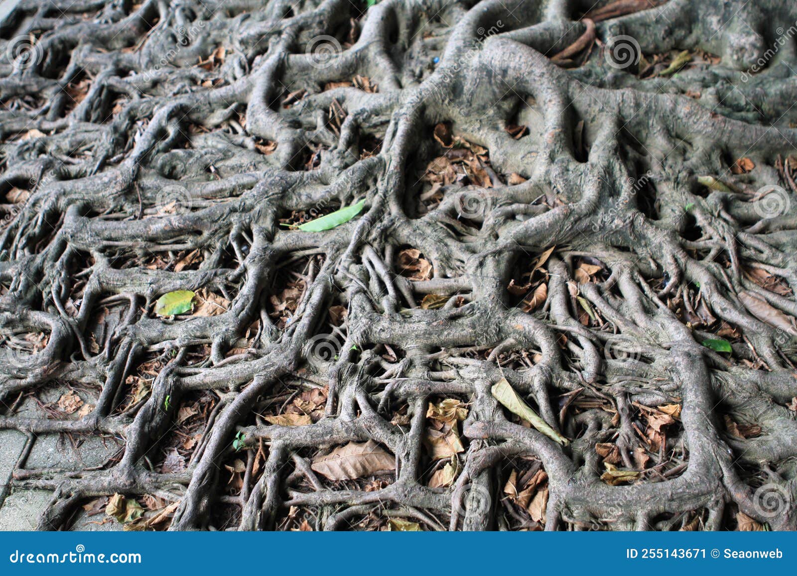The Tree Root with Brick Road, Hong Kong 10 July 2011 Stock Image ...