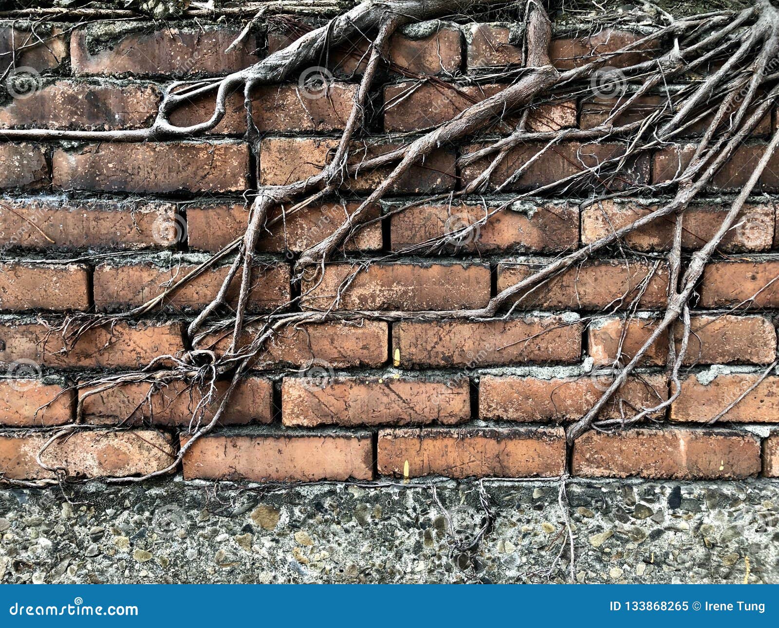 Tree Root on a brick wall stock image. Image of bricks - 133868265