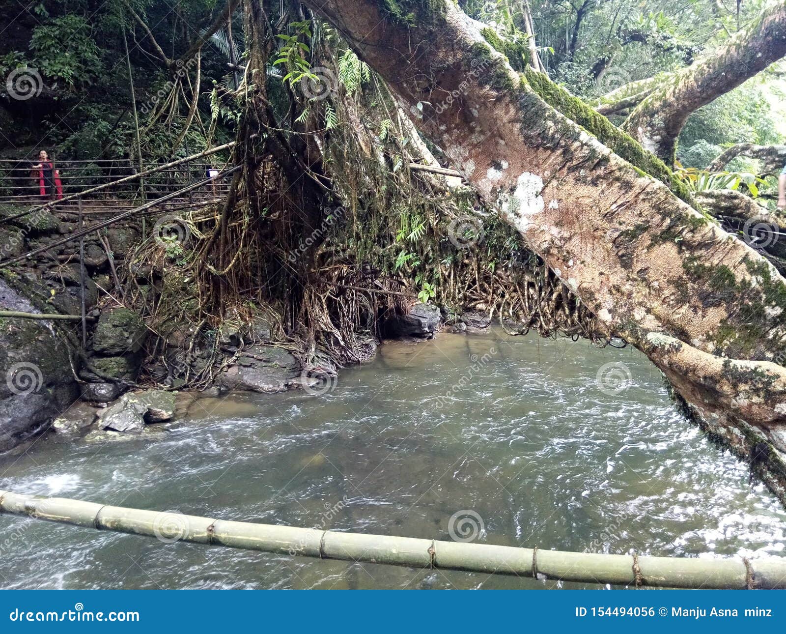 Tree Root Bridge at Shillong Meghalaya Editorial Photo - Image of tree ...