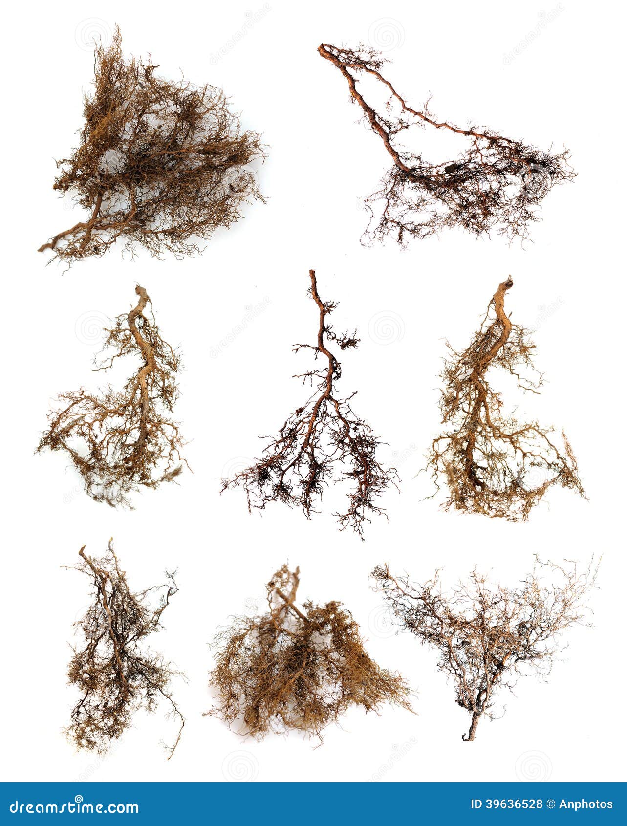 Tree Root Texture Stock Photography | CartoonDealer.com #70974860