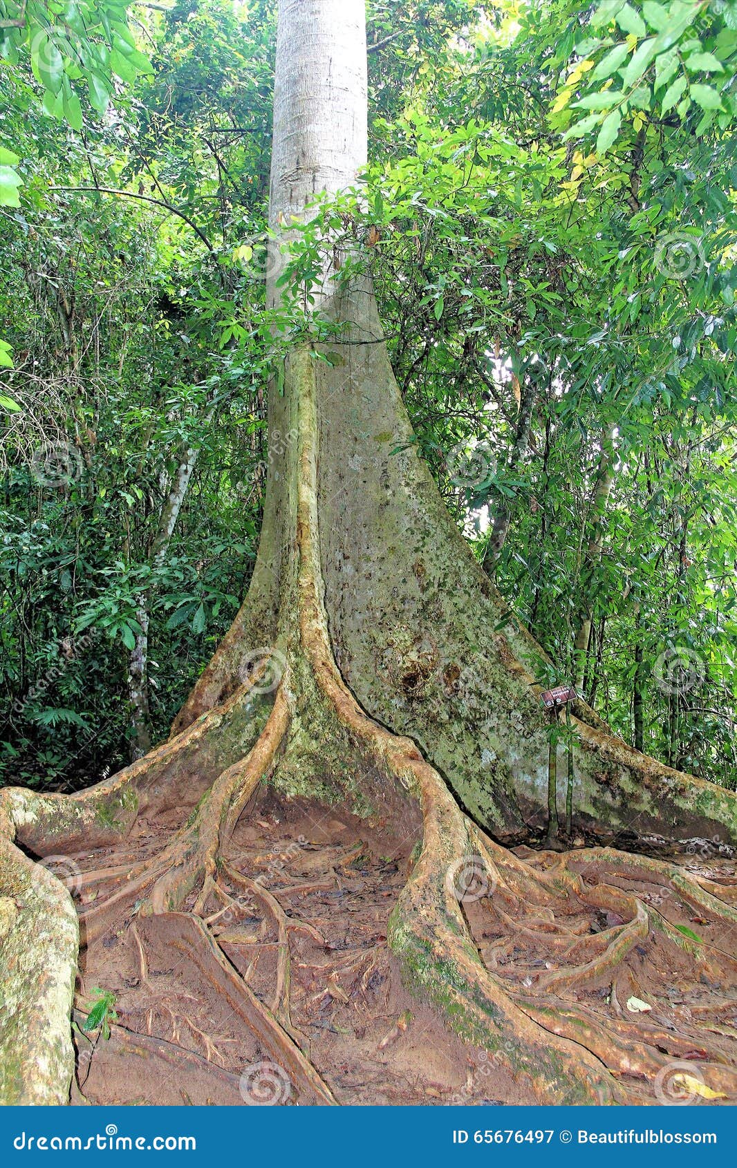 Tree Root Buttress and Tropical Forest Floor Stock Image - Image of ...