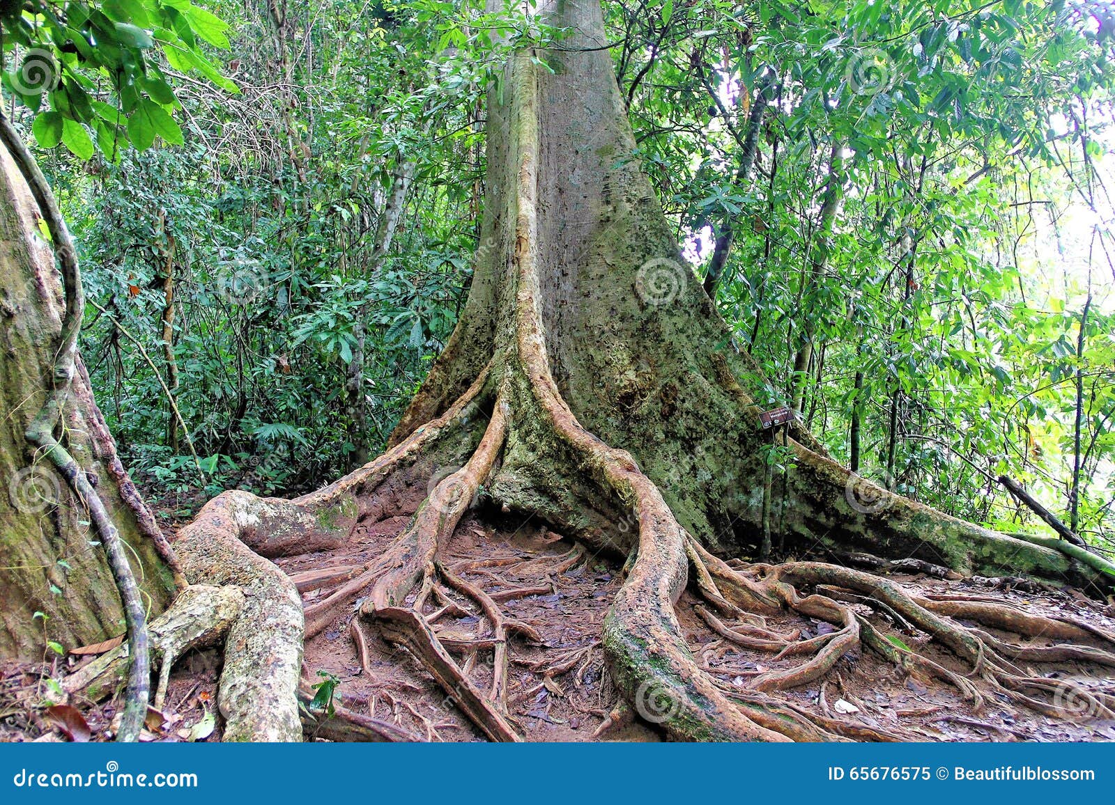 Tree Root Buttress And Tropical Forest Floor Royalty-Free Stock ...