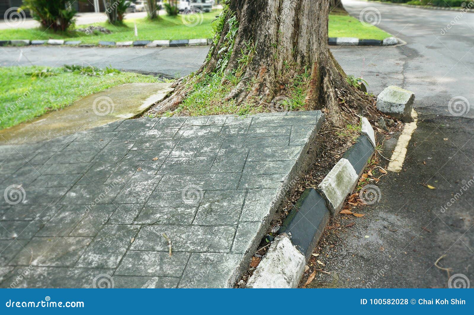 Tree Root Causing Pavement Damage Stock Photo - Image of caution ...