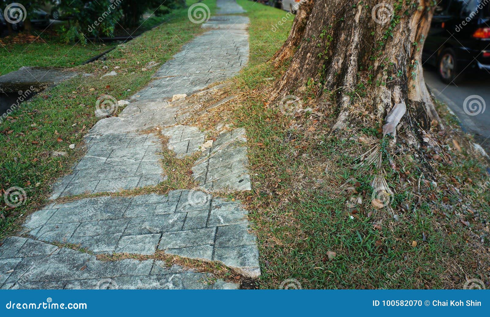 Tree Root Causing Pavement Damage Stock Photo - Image of problems ...