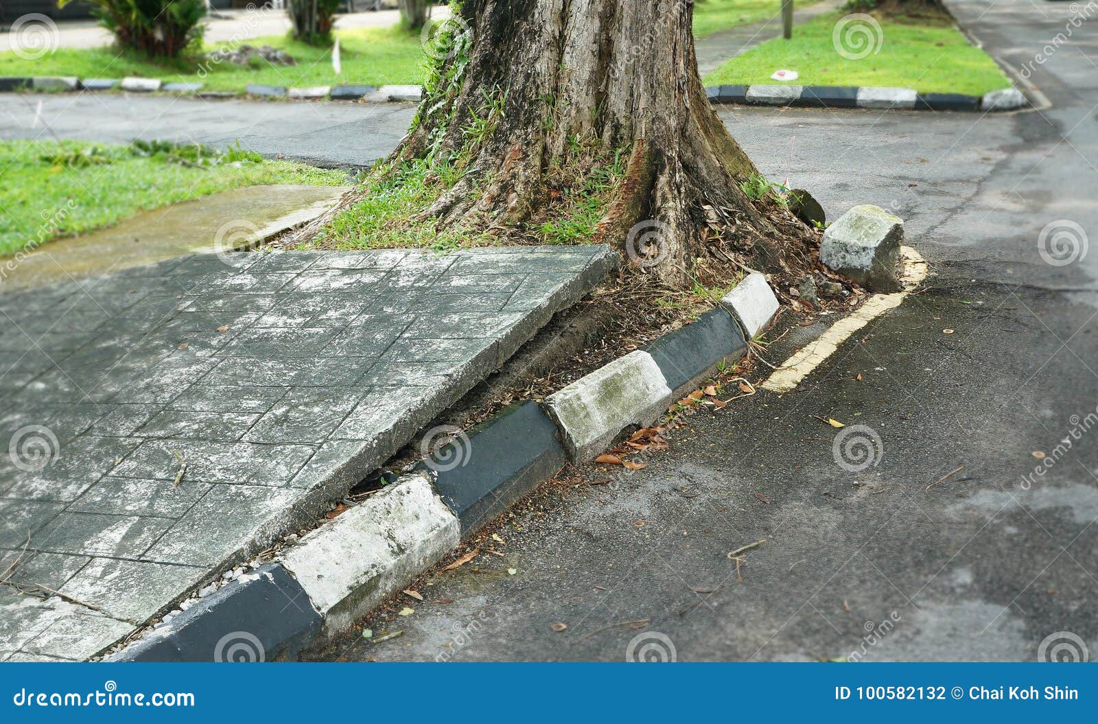 Tree Root Causing Pavement Damage Stock Photo - Image of concrete ...