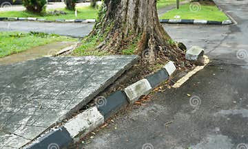 Tree Root Causing Pavement Damage Stock Photo - Image of concrete ...